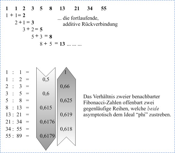 Fibonacci Spirale – wikinumbers.de